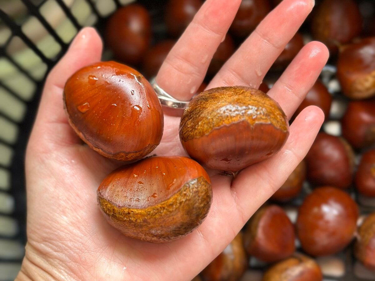 面倒な「栗の鬼皮」がスルスルむける攻略法。“冷凍＋熱湯の合わせ技”がポイント！：2025年10月トップ10 | ESSEonline（エッセ オンライン）