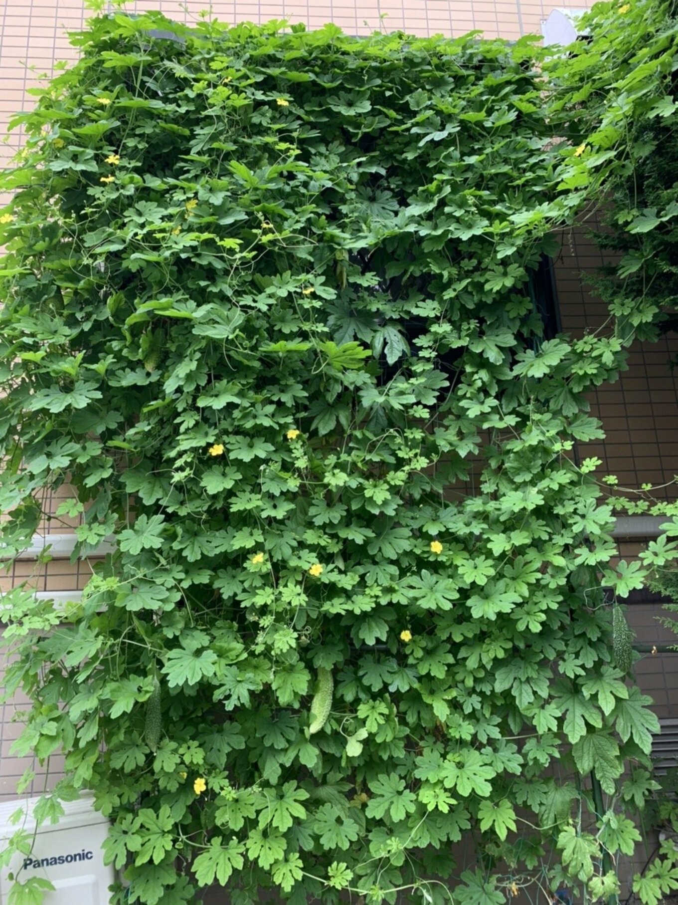 [写真](1ページ目)ケチ歴40年・松本明子さんが「やってよかった」節約術。コスパ最高で達成感も大 | ESSEonline（エッセ オンライン）