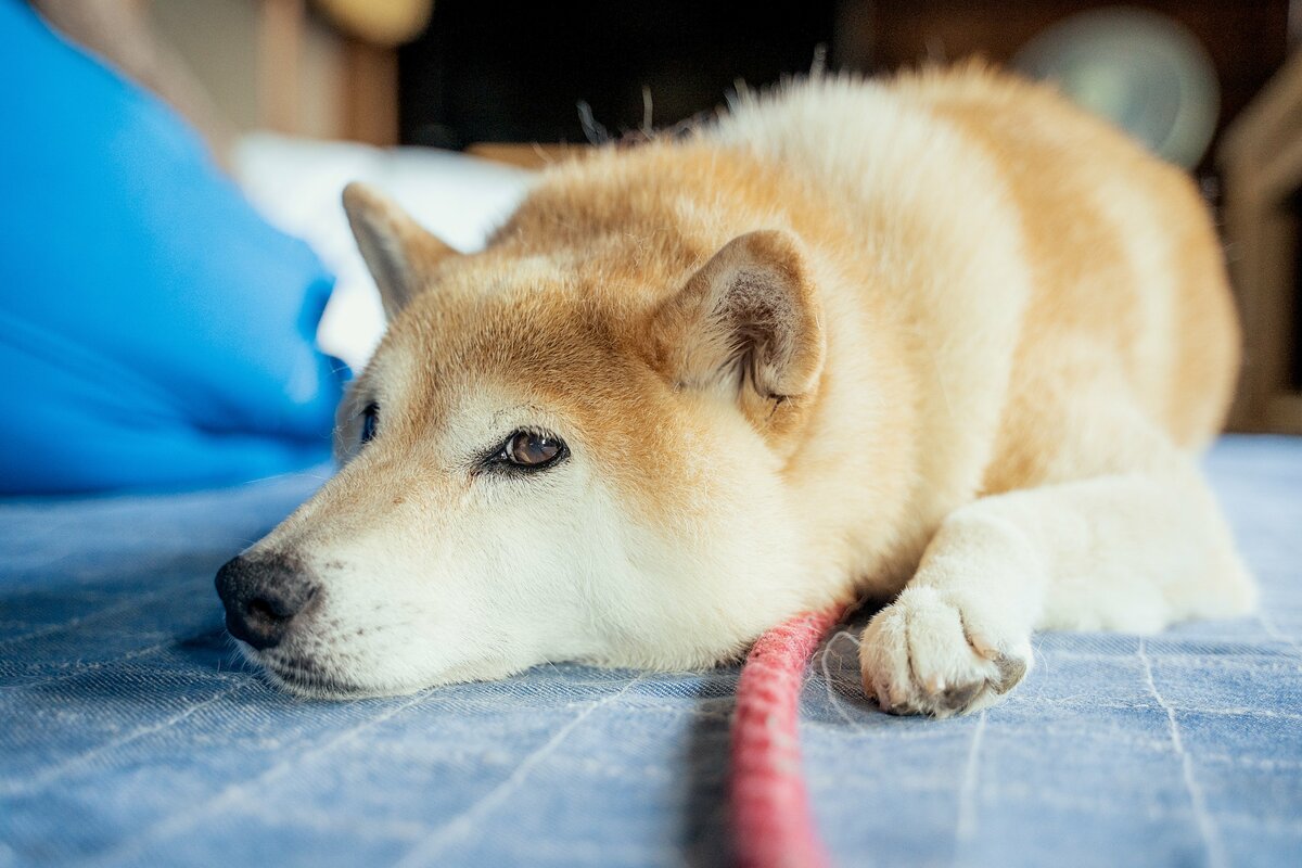 犬からの「夏だより」。年を重ねた“ふたり”に笑みがこみ上げた理由 | ESSEonline（エッセ オンライン）