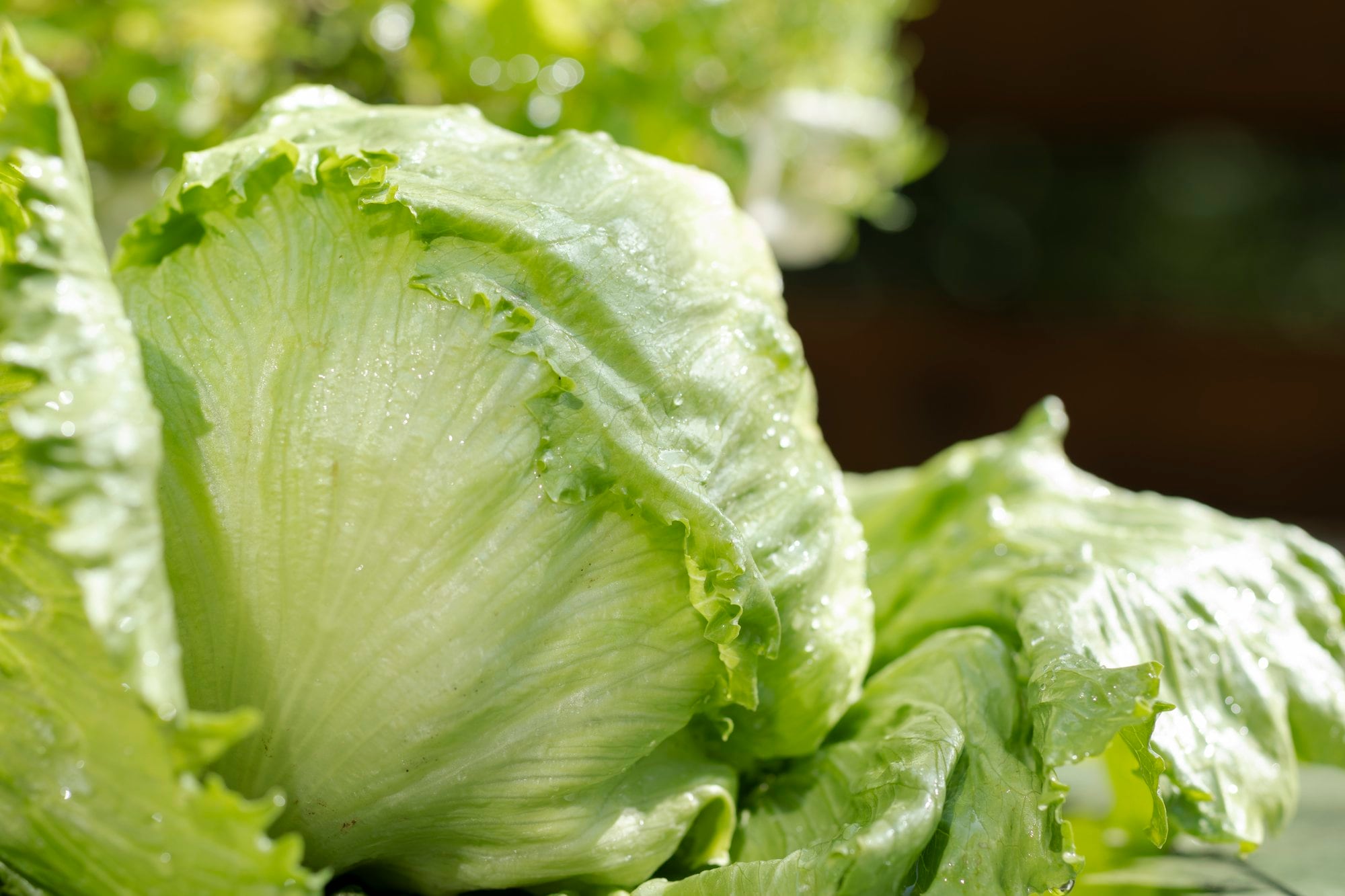 しなしなの「レタス」がシャキシャキになるコツ。水分が抜けてもひと手間で復活 | ESSEonline（エッセ オンライン）