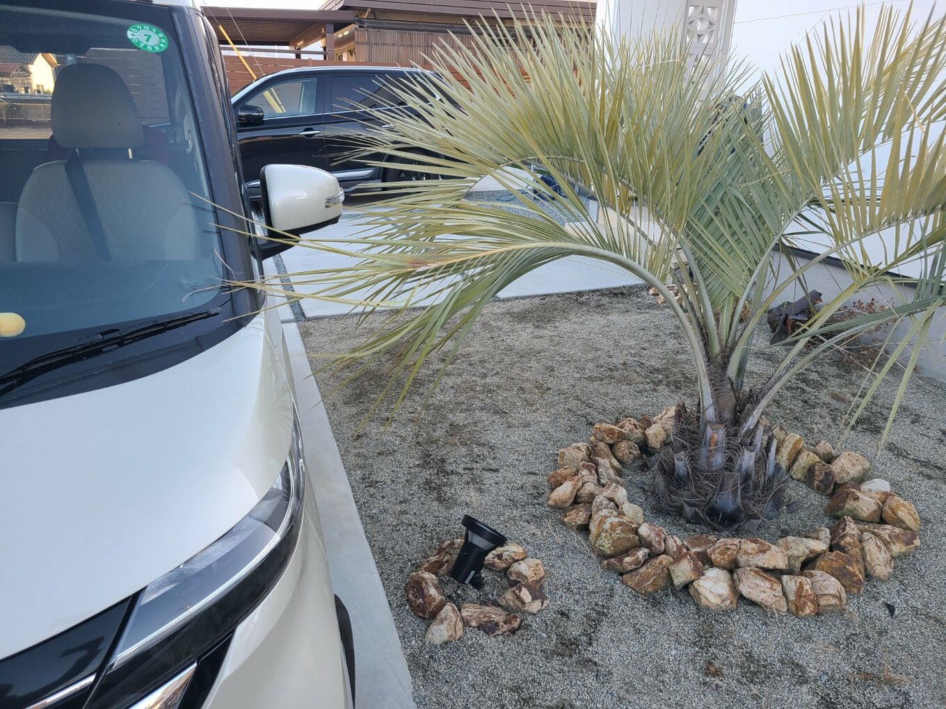 [写真](1ページ目)ココスヤシを庭木にして困った。リゾート感が台なし、クルマに傷＆剪定にひと苦労 | ESSEonline（エッセ オンライン）