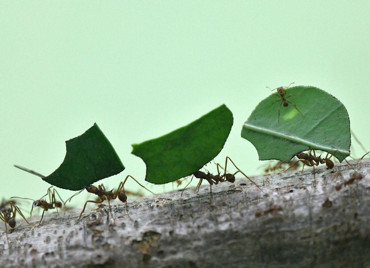 じつはアリは「ワンワンワン」と鳴く！研究者が語る、驚くべきアリたちの「会話の秘密」 | ESSEonline（エッセ オンライン）
